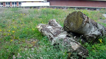 Optigrün Benelux | Optigrün Natuurdak - architectenweb.nl