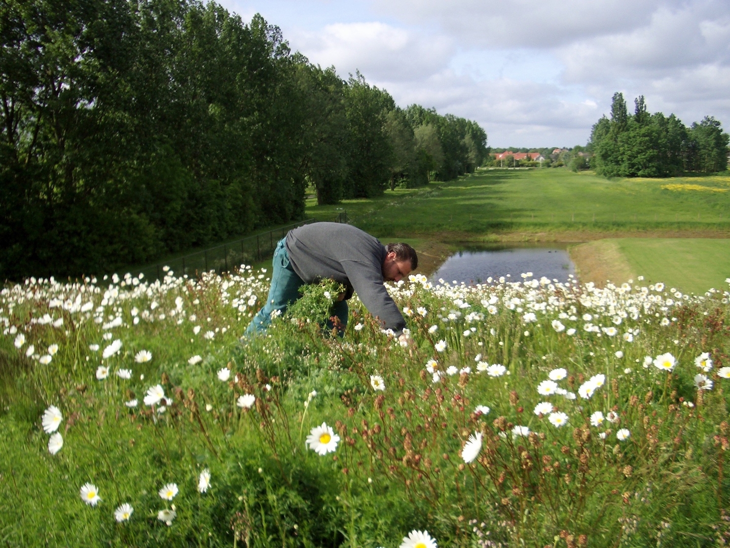 Optigrün Benelux | Optigrün Natuurdak - architectenweb.nl
