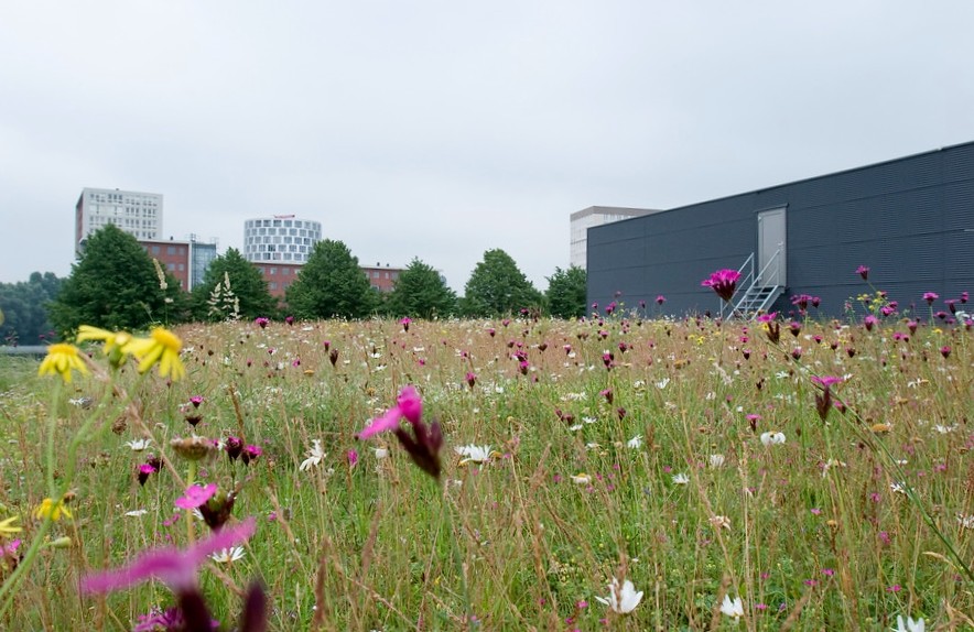 Optigrün Benelux | Optigrün Natuurdak - architectenweb.nl