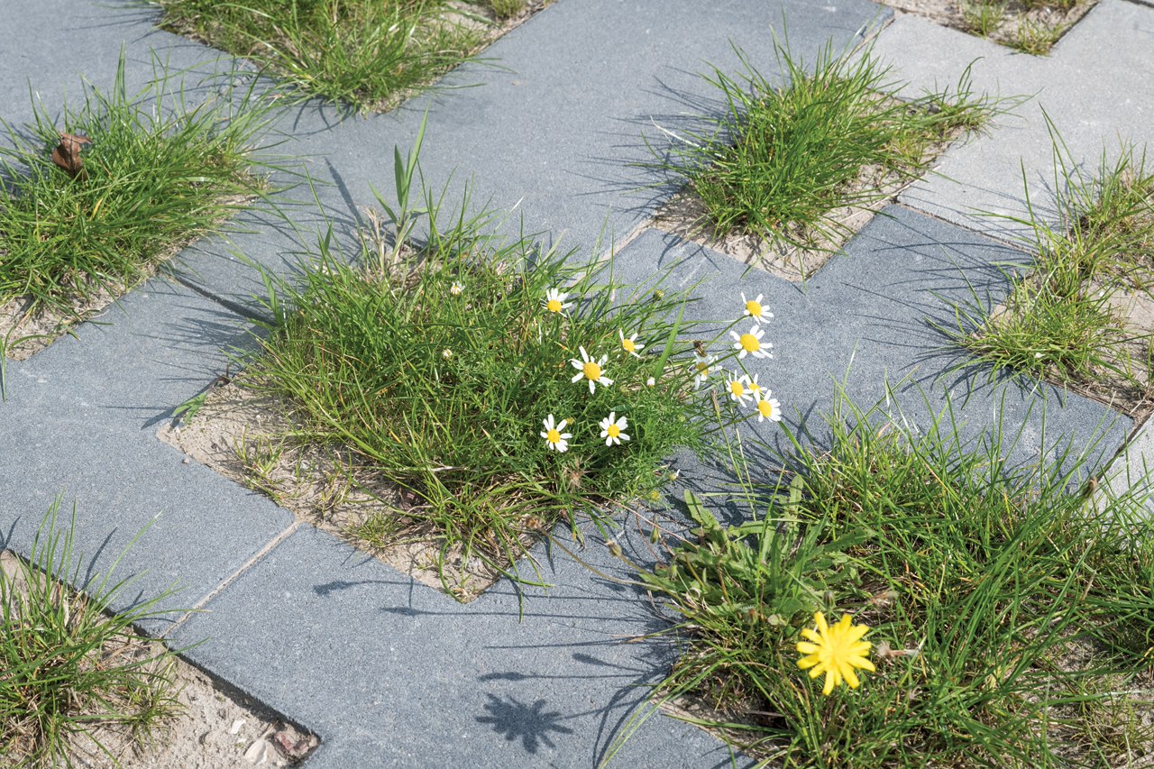 Struyk Verwo Infra | Square & Square Cross groenbestrating ...